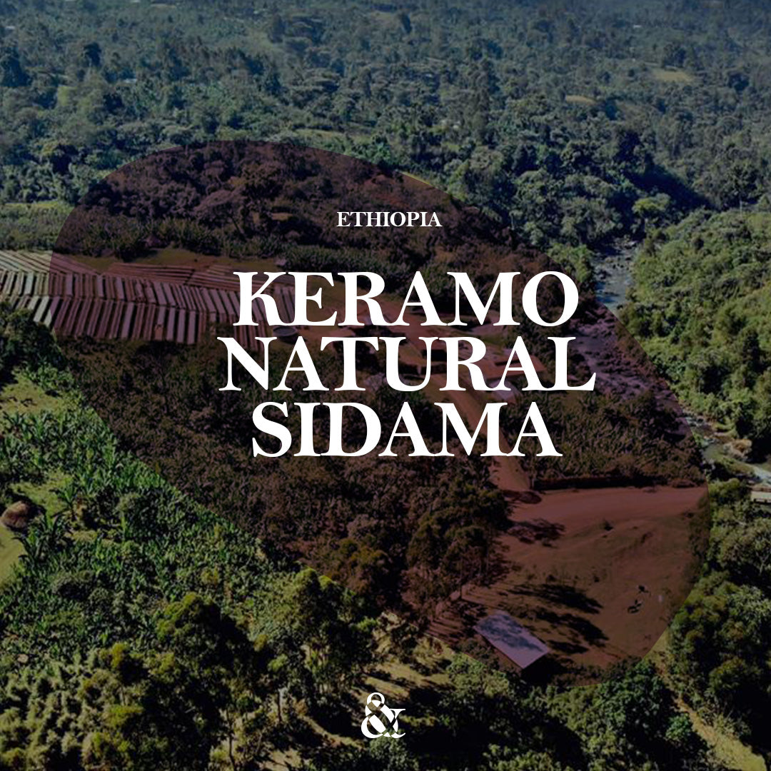 And Sons - Curators of Specialty-Grade Green Coffee – And Sons Importers
