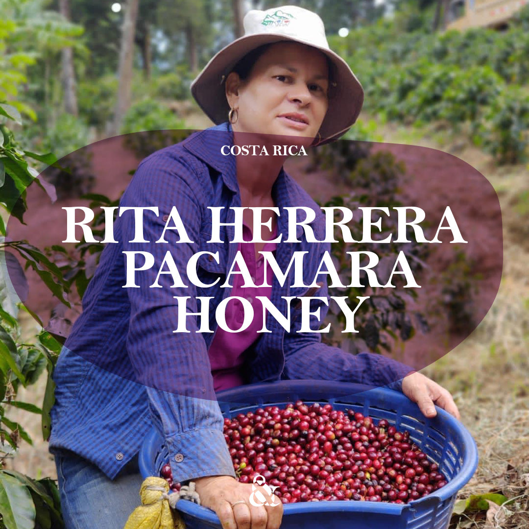 Rita Herrera Pacamara – And Sons Importers